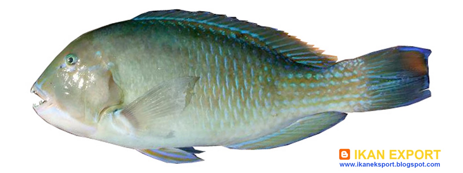 Ikan Eksport: Laccukang | Kakatua | Cio Lau