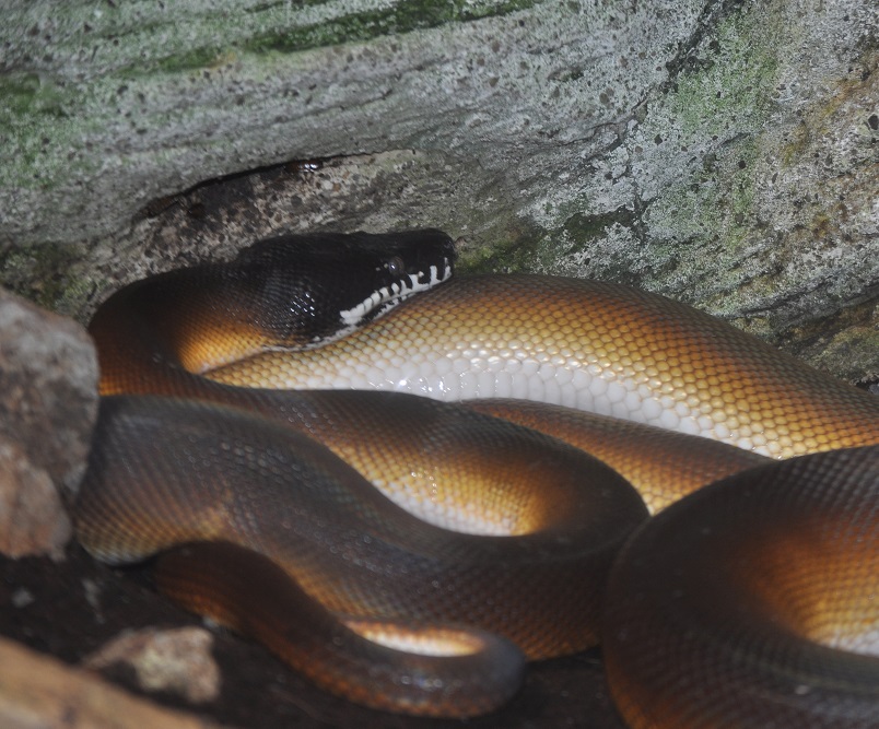 ZOOTOGRAFIANDO (6.100 ANIMALS): PITÓN DE LABIOS BLANCOS (Bothrochilus ...