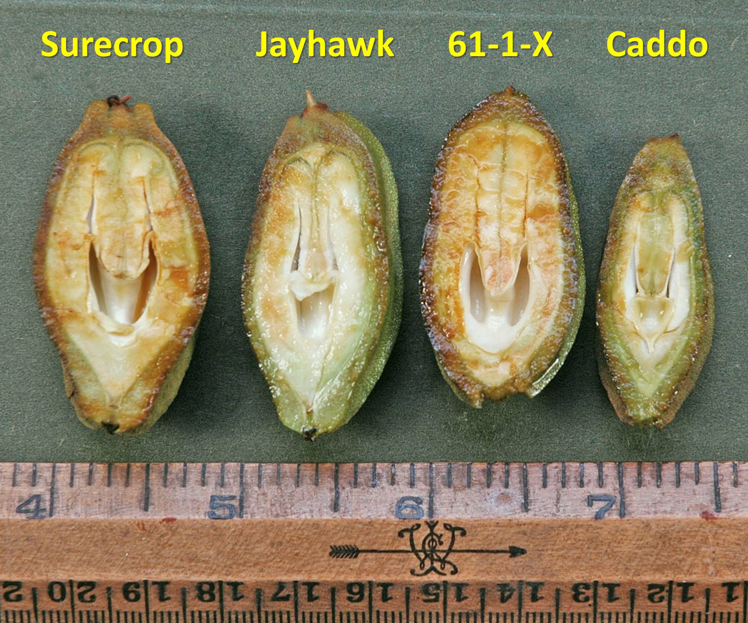 Northern Pecans: Pecan development: 28 July 2016