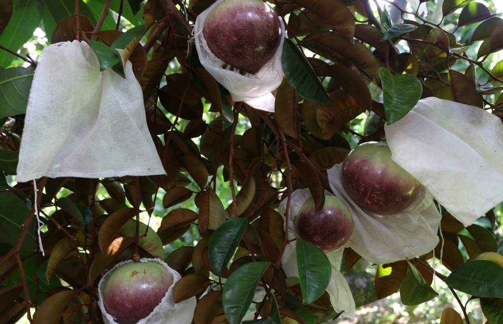 Triển vọng trái vú sữa tím trên đất Kế Sách - Trái cây Dũng mập