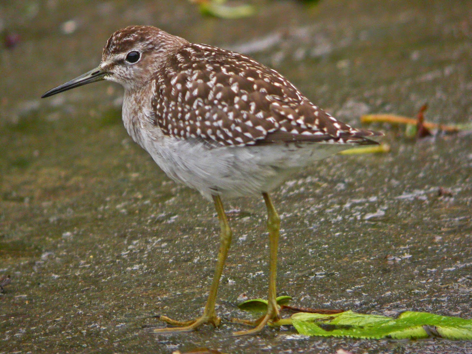Birding Image Quality Tool: Field Marks - Fringes, Notches and Tips