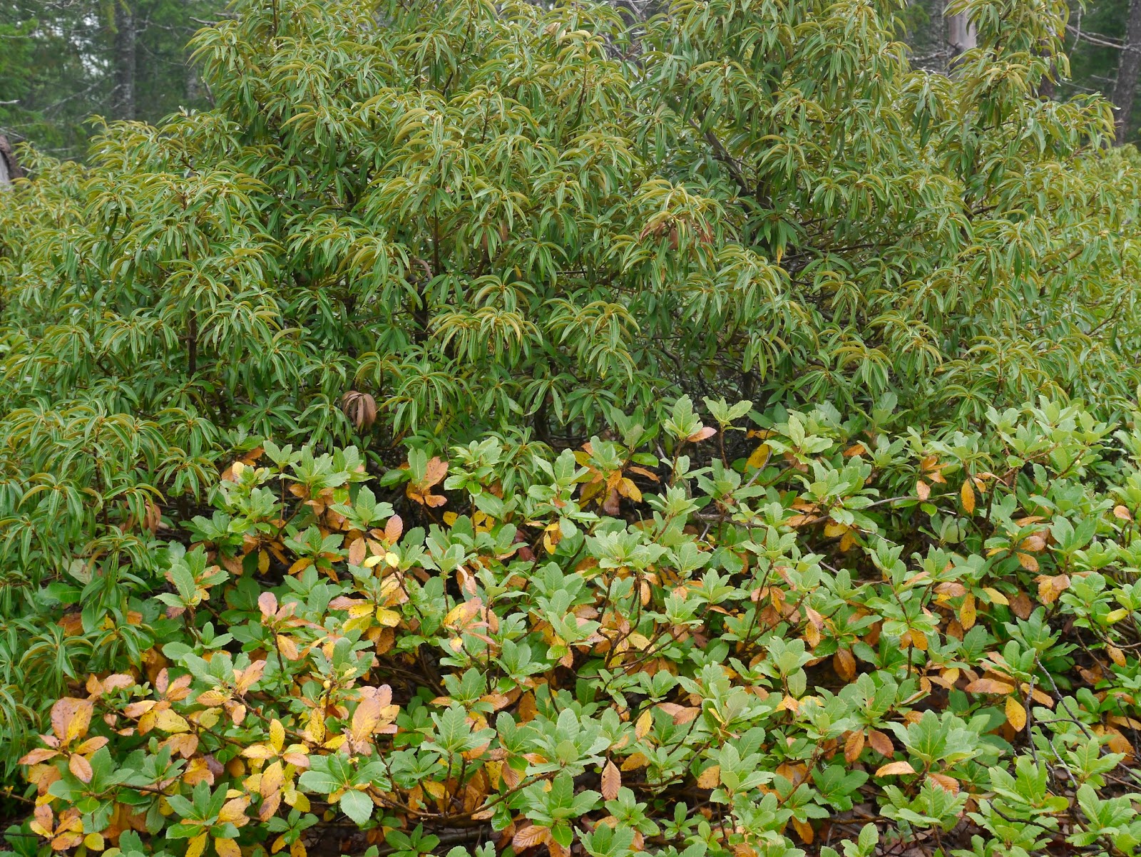 Root crops and Wild Wonderings
