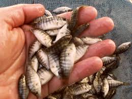 Aqua-business con: Importance of quality of fingerlings on fish farming ...
