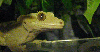 AnimalWorldTR: Crested Geko