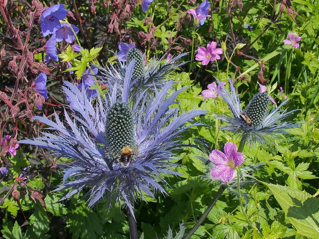 Høneballehaven på Samsø og Hellerupvej på Fyn: Aftenbilleder fra i går ...