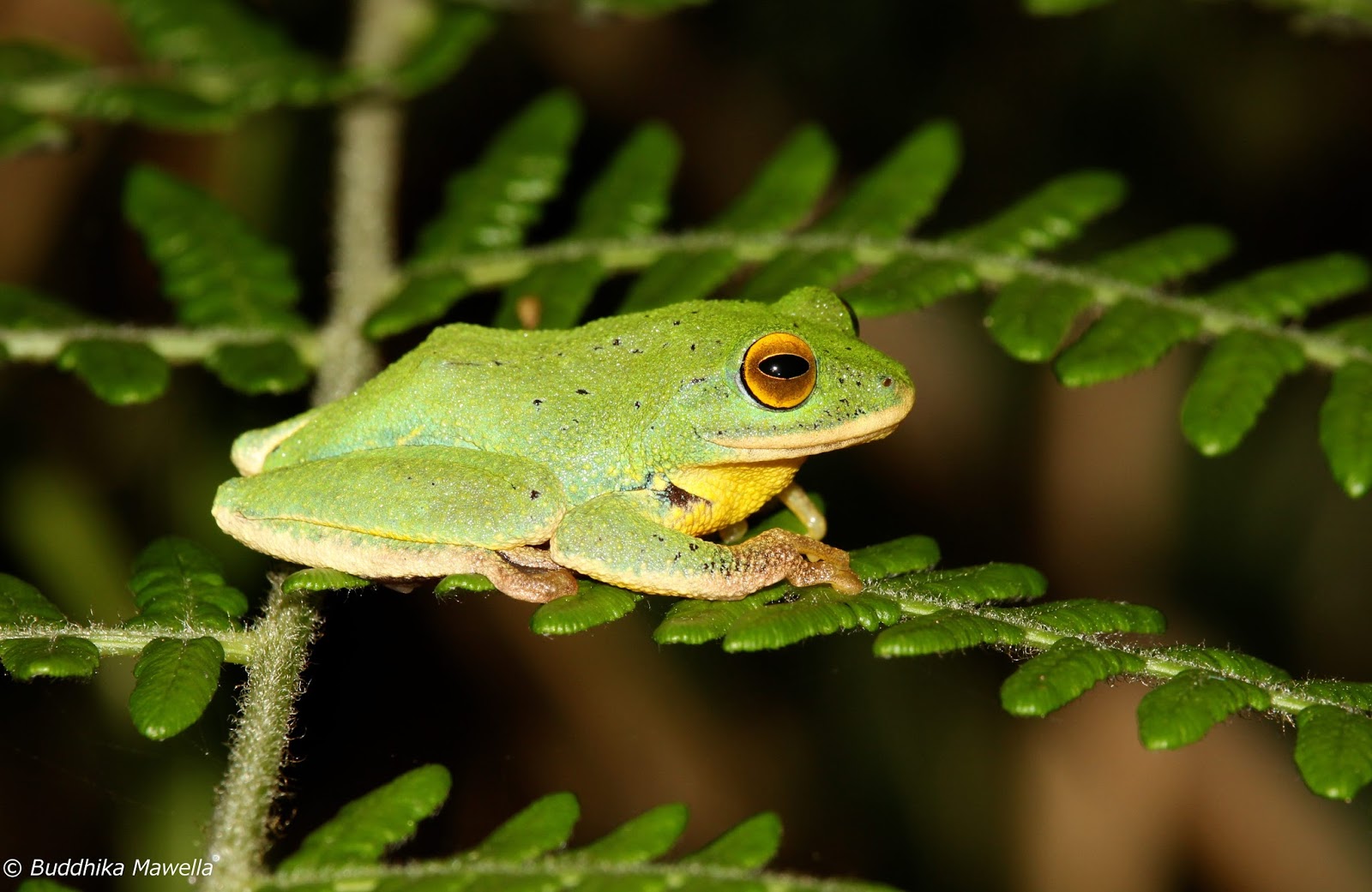 Lanka Nature Summary: Golden-eyed shrub frog (Pseudophilautus ocularis)