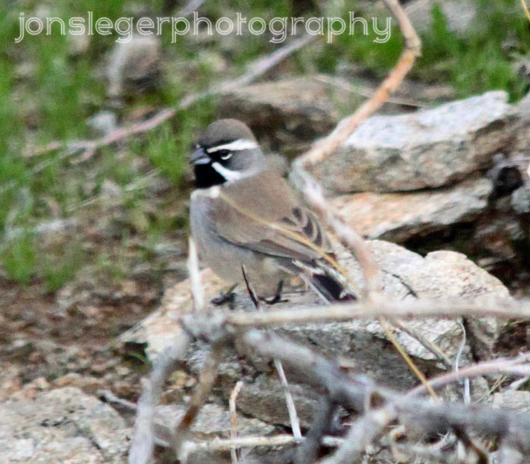 Northern Illinois Birder: Birding in South Mountain Park, Phoenix, AZ