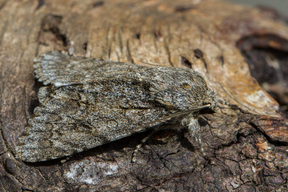 Darley Dale Wildlife: Sycamore and Blackneck moths