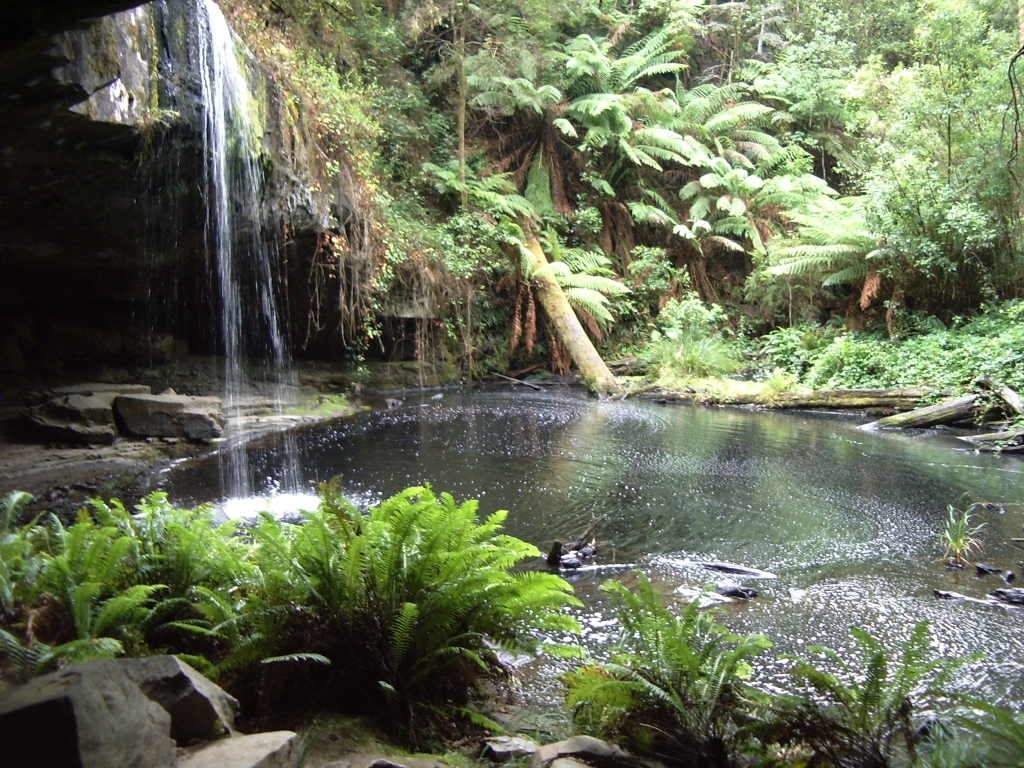 Back To Nature:: Kalimina Falls - Otways - VIC