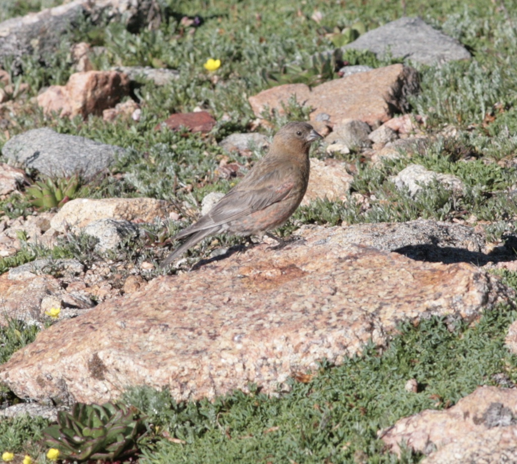 The Birdist: Ptarmigeddon