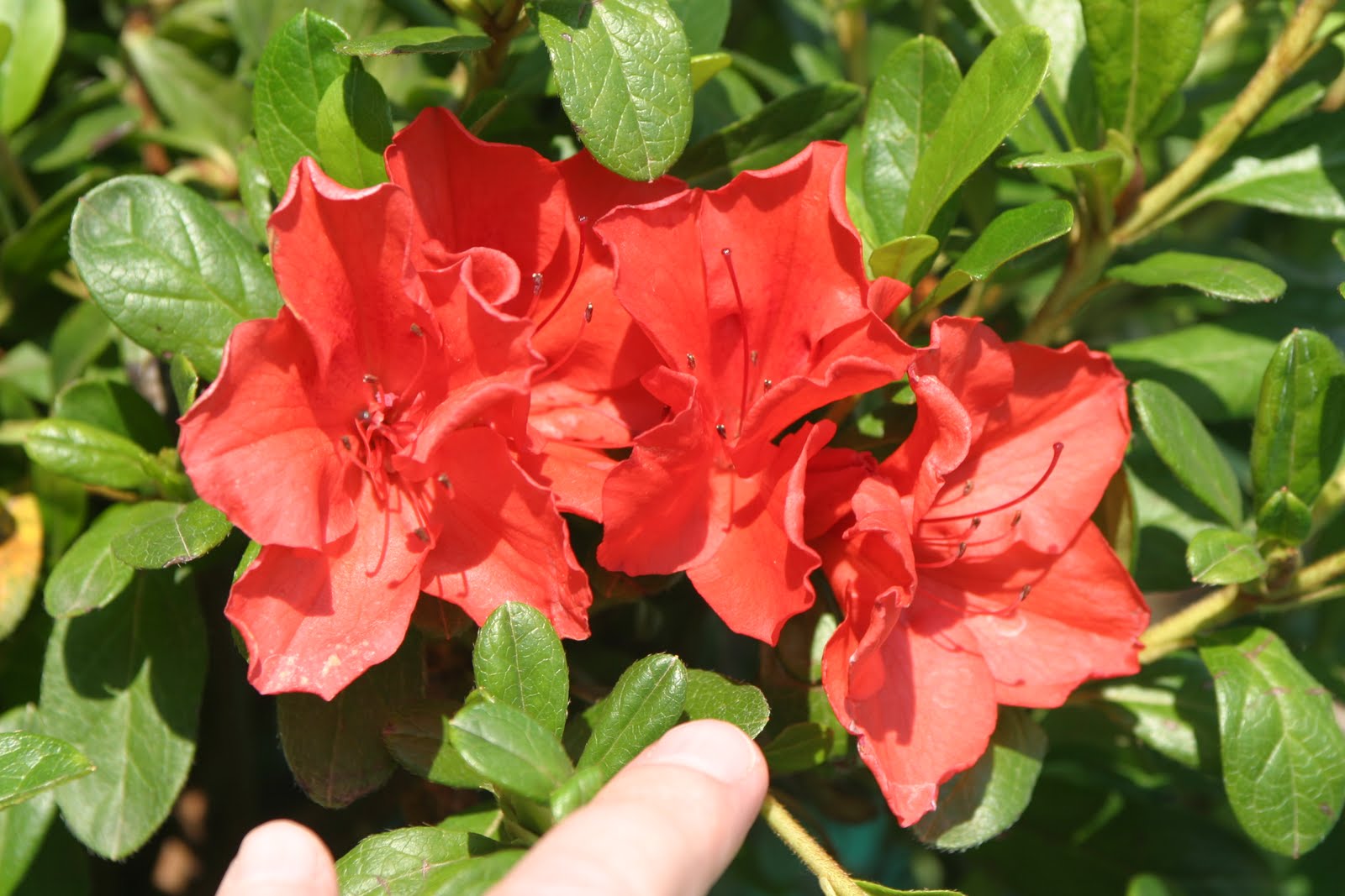 Powell Gardens' Blog: June 2011