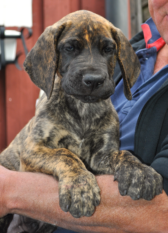 I huvudet på Markus: Stens valp "Lilleman"