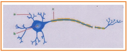 TRY OUT SYSTEM KOORDINASI - INDERA - Biology Page