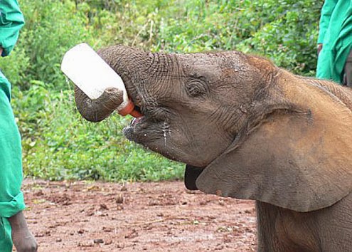 Cute Funny Animalz: Funny African Elephant Pictures 2013