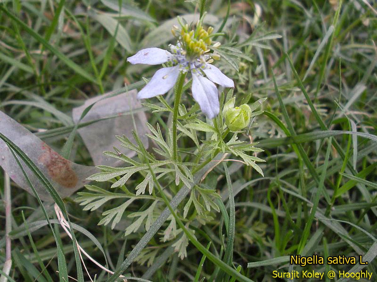 Medicinal Plants: Nigella sativa, Krishnaajira, Karunjeeragam