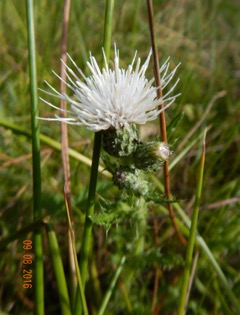 Norfolk Wildlife Trust: The Ovington Ramblers: Booton Common