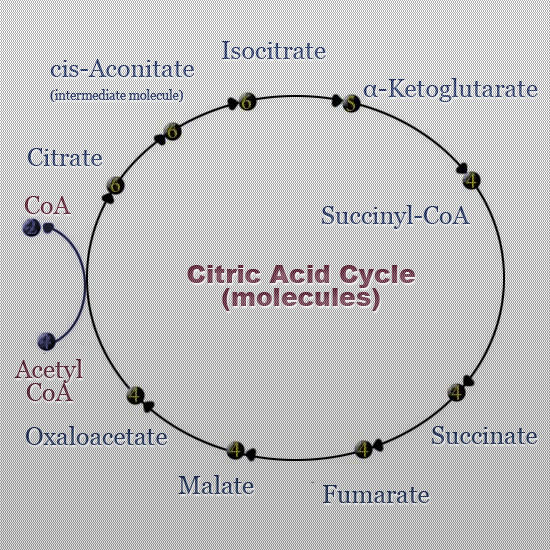 Memorize The Krebs Cycle (Citric Acid Cycle) With Easy Mnemonics