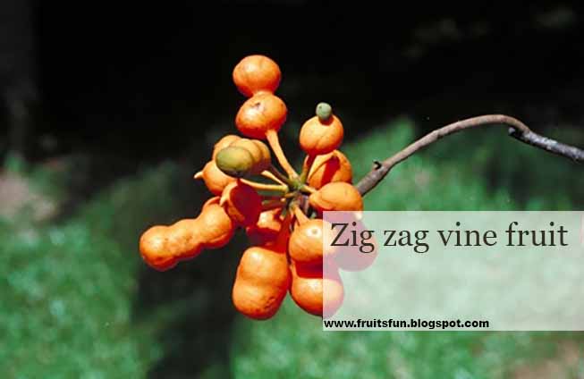 Ever Fresh Fruits: What are some fruits that begin with the letter Z?