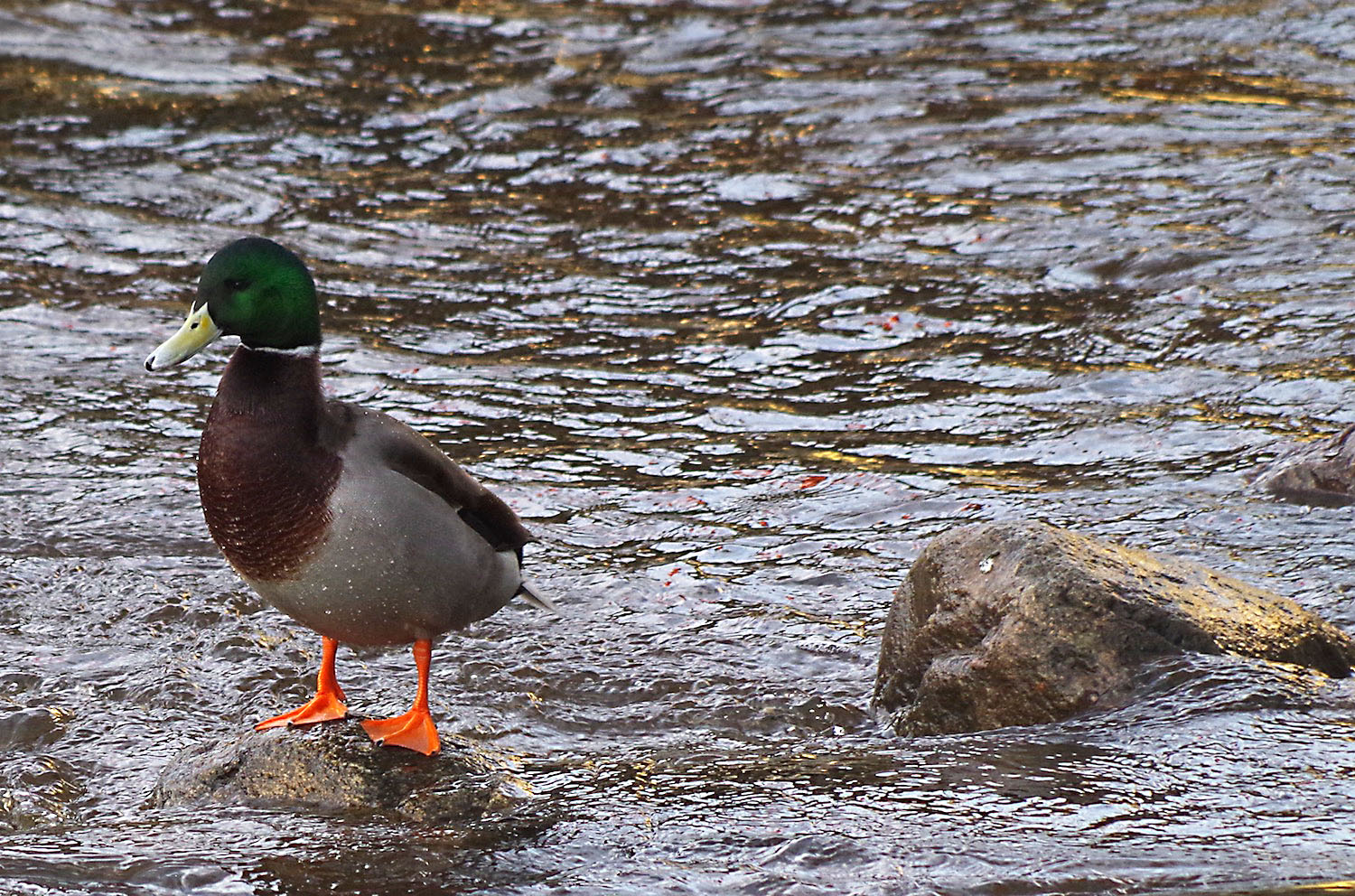 No Rare Birds: Mallard [gräsand]