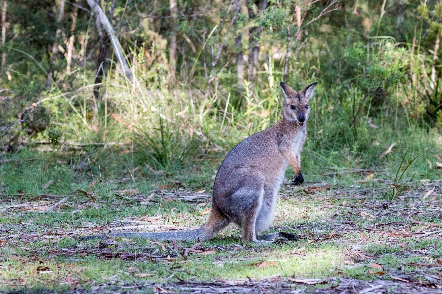National Park Odyssey: Thungutti Campground, New England National Park ...