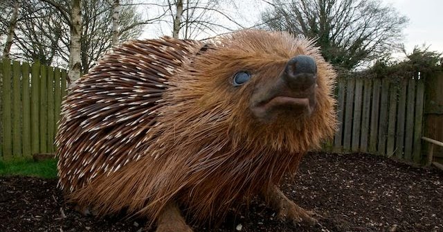 British Wildlife Centre ~ Keeper's Blog: Giant Hedgehog