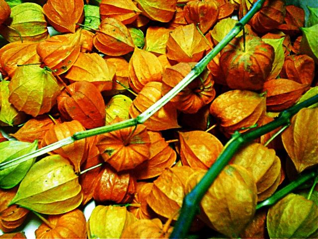 LAMAN-SERi : MeNCaRi KeReDHaaN-MU: Letup-letup, tumbuhan liar berkhasiat