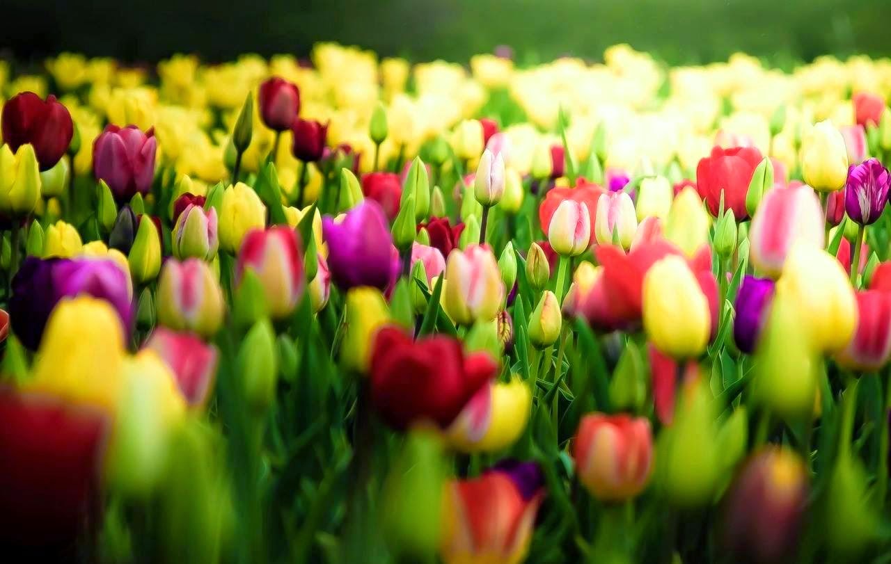 Baru 30+ Gambar Bunga Bungaan