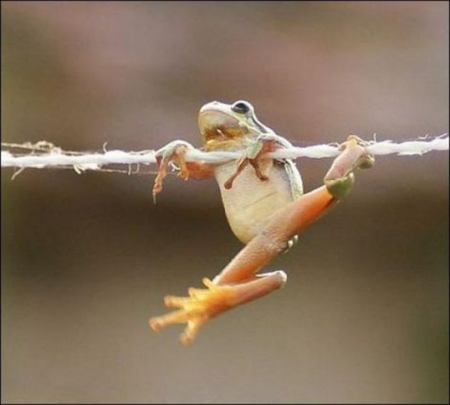 Funny Frog Latest Pictures | Funny And Cute Animals