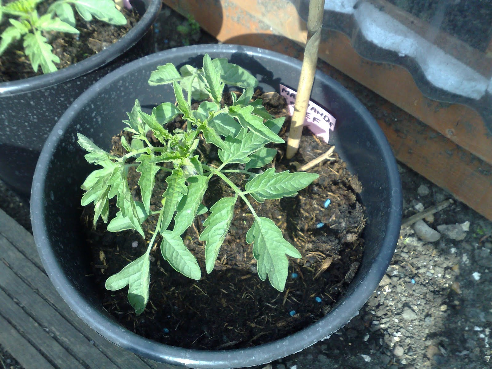 Small veg plot and chicken keeper: Plants at 6 weeks old