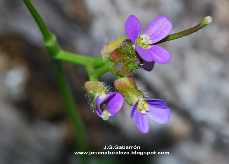 Naturaleza Viva: Arabis verna (L.) R. Br. Fam: Brassicaceae