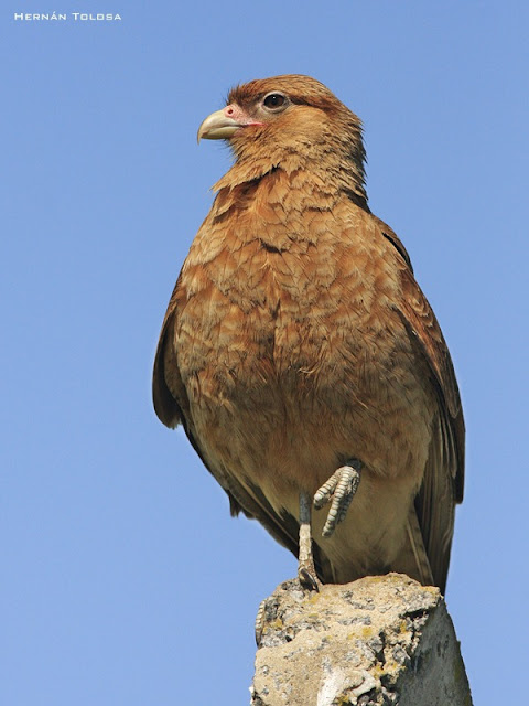 Aves de Argentina: Chimango (Milvago chimango)