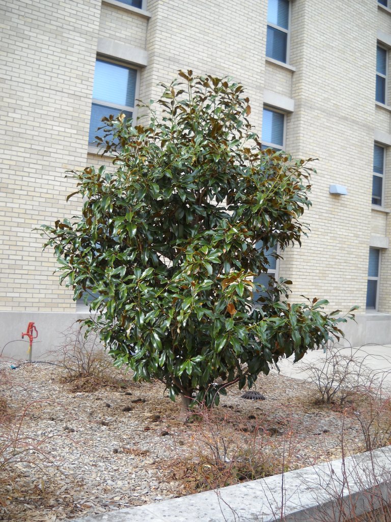 Lilliputian Bounty: Surprise! Magnolias, Future Spaces, and More