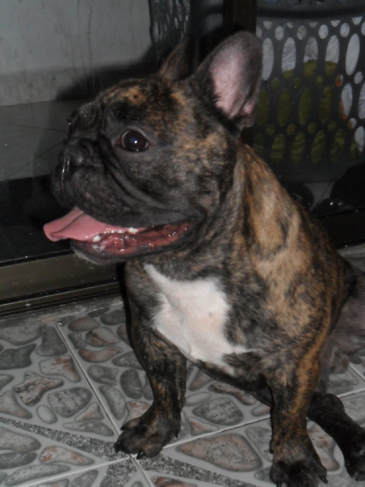 Lo mejor del Bulldog Frances: BULLDOG FRANCES barcino inverso