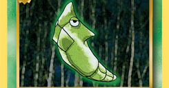 Metapod -- Evolutions Pokemon Card Review | Primetime Pokemon's Blog