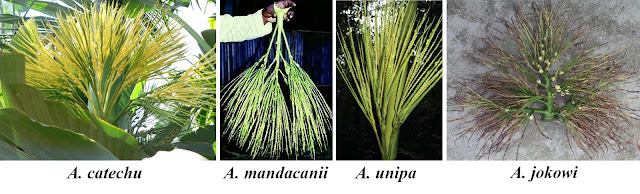 Pohon Pinang Jenis Baru Diberi Nama Ilmiah Areca jokowi - Biologizone