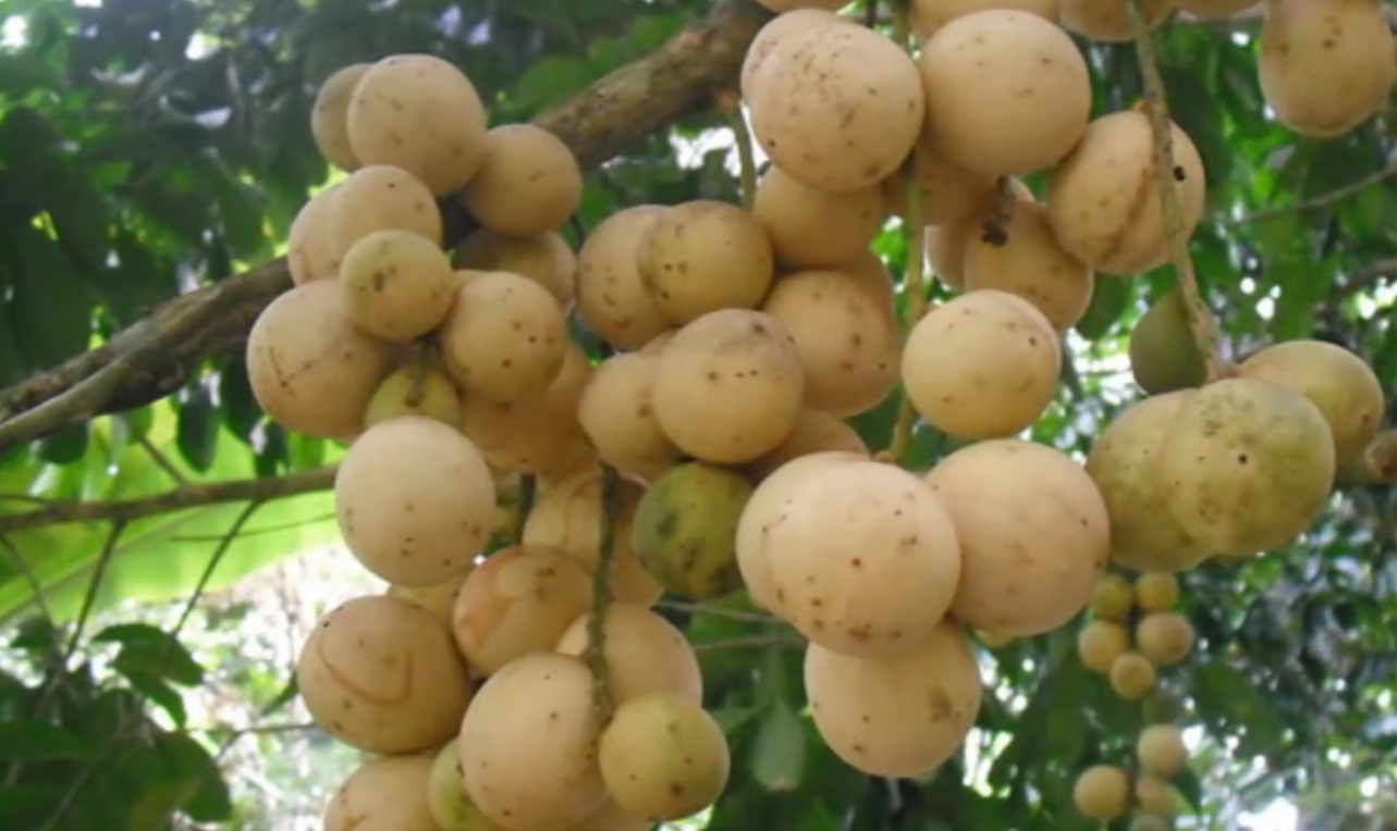 What is Duku Fruit? || Duku - FRUITS
