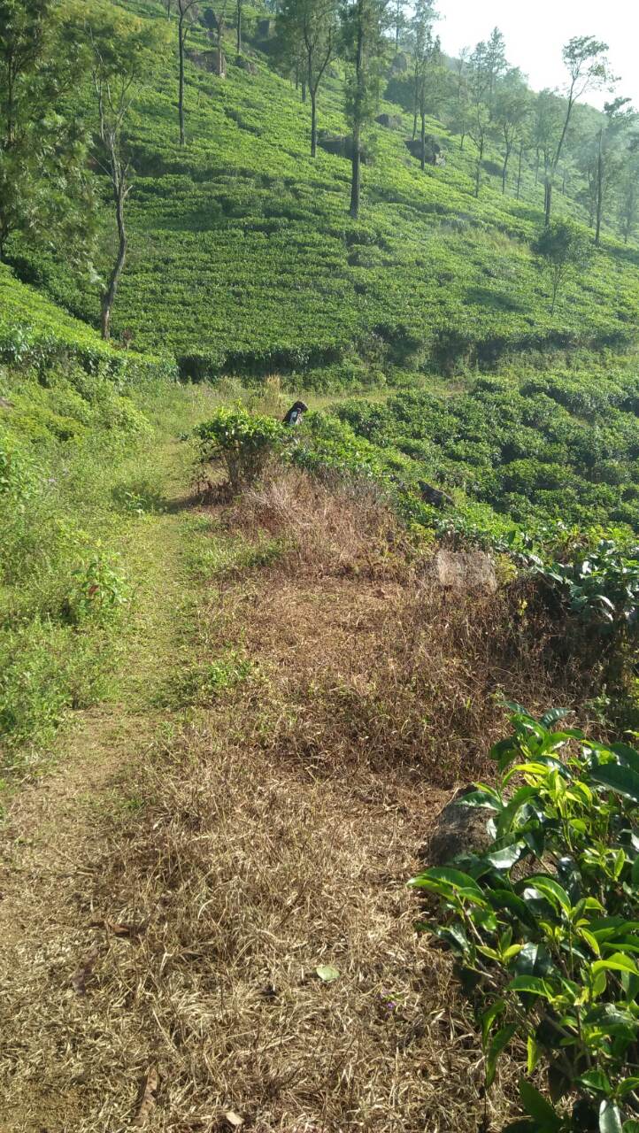 Patna View Point Deniyaya- Burusgala