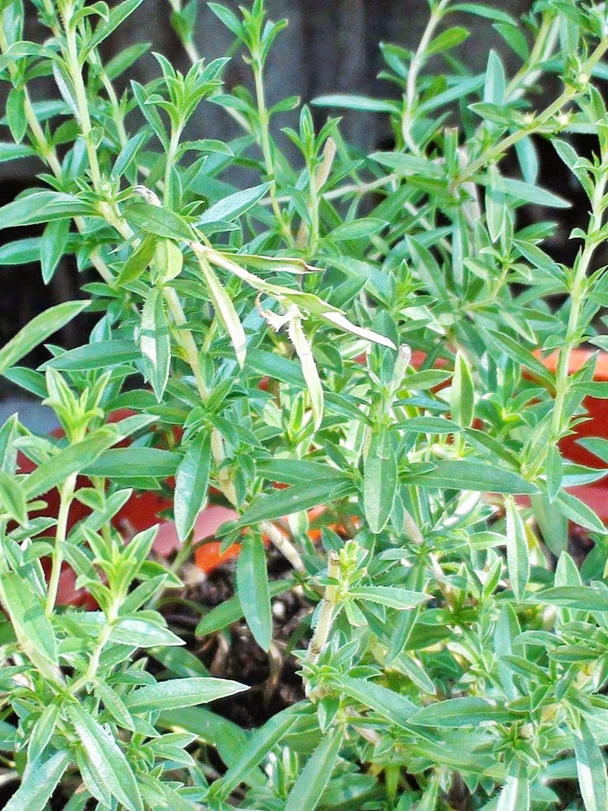 Kedvenc kajáink, kicsiny konyhánkból... Gasztropajti konyhája: A Magyar ...