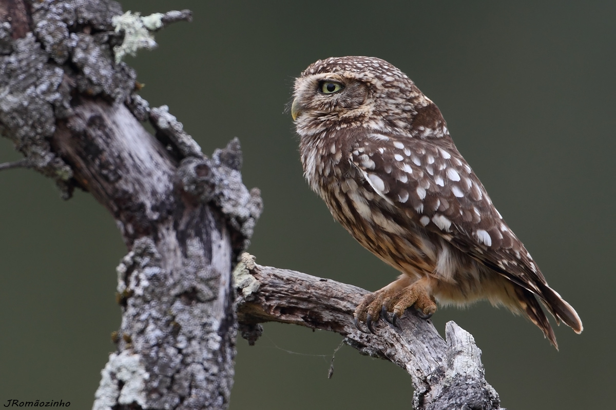 Pescador de aves: Mocho galego