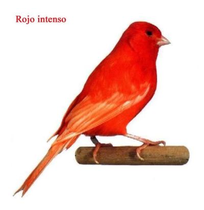 Razas de canarios | Miguel Angel Diaz Guillén | EducaMadrid