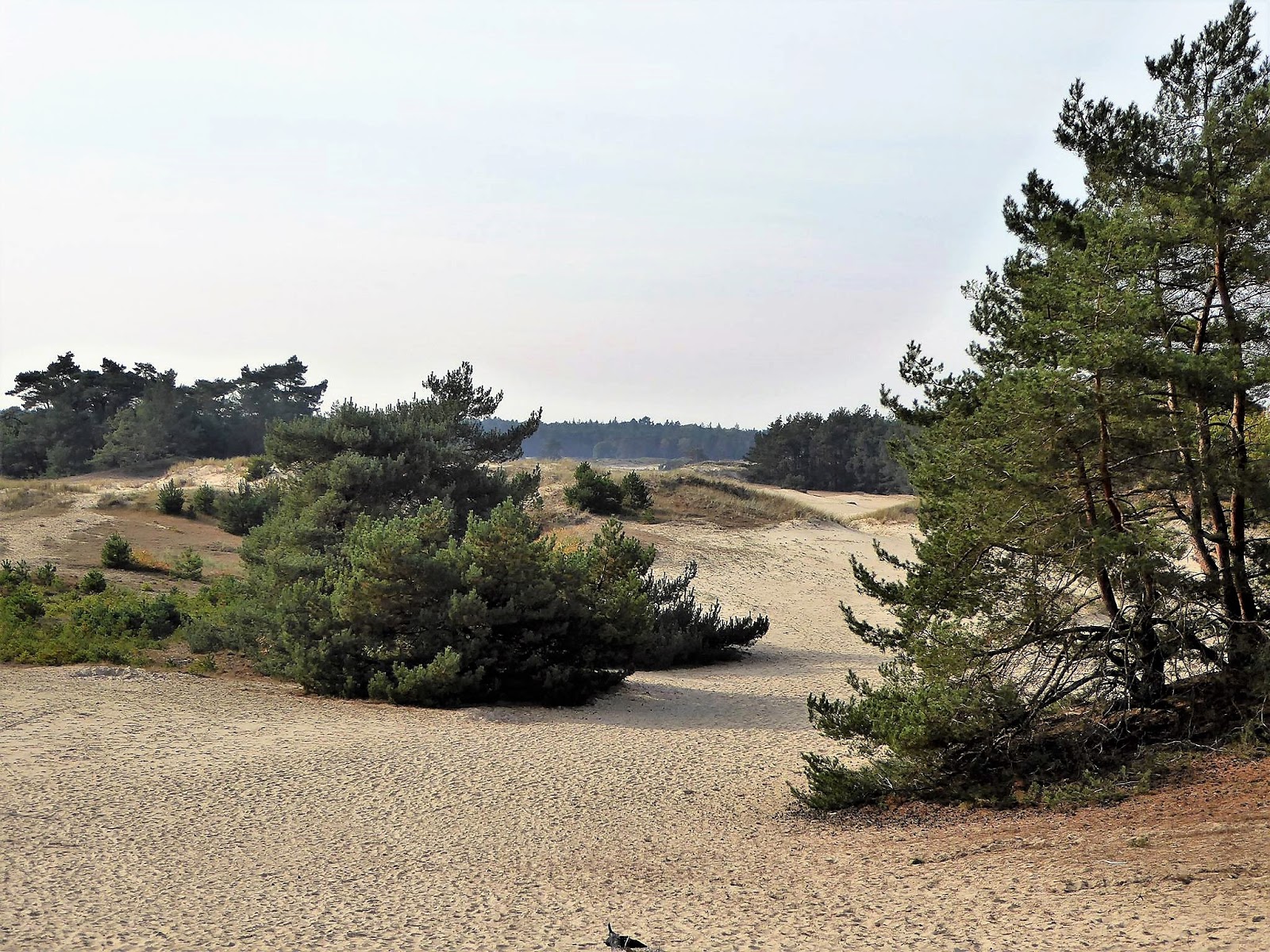 Mooiste Routes: Wandelen bij Nunspeet (Gelderland)