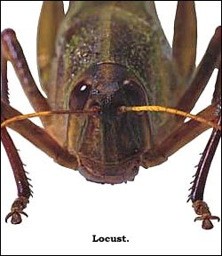 Writings of John: Revelation 9-10