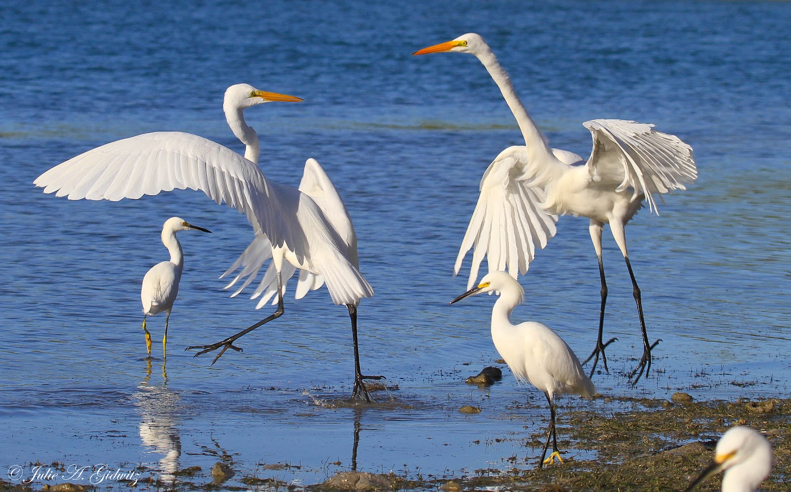 Birding Is Fun!: Flurry of Feathers