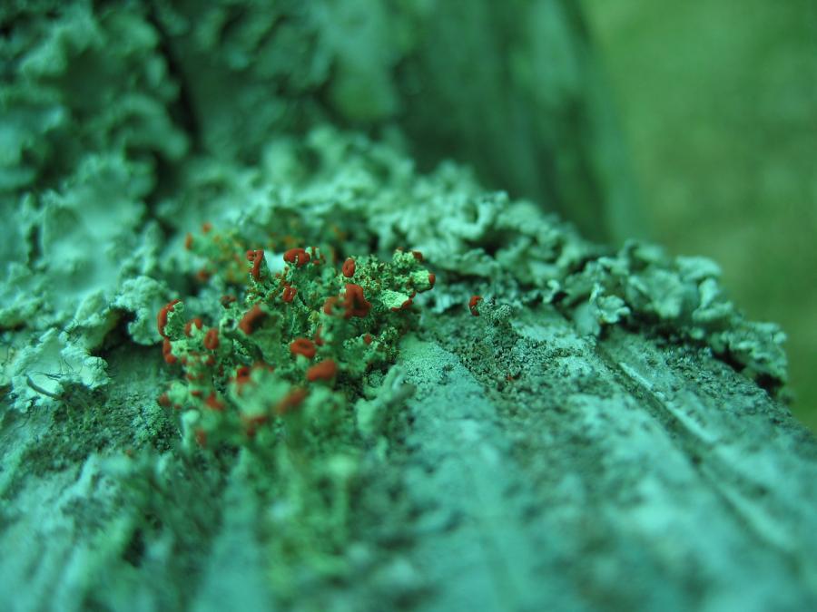 CUADERNO DE CAMPO del Treparriscos: Cladonias: El Bosque de los ...