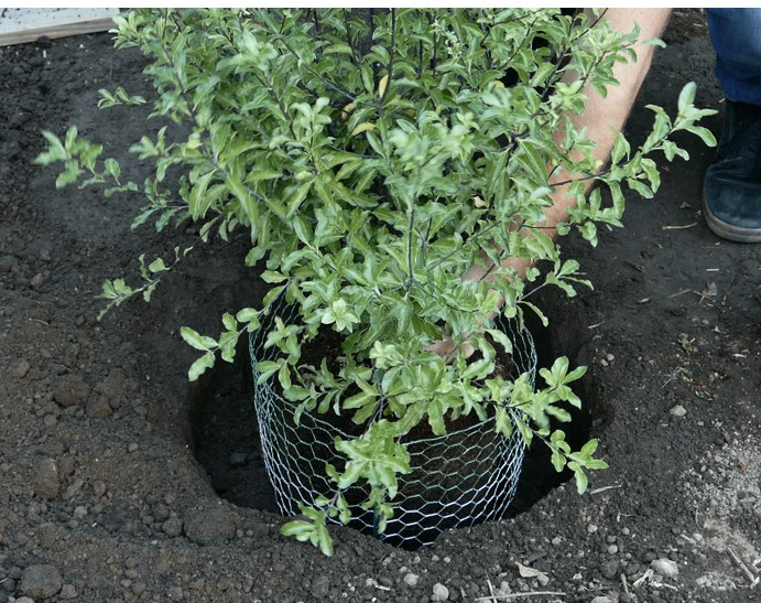 On Discovering A Garden: How to gopher proof your garden.....