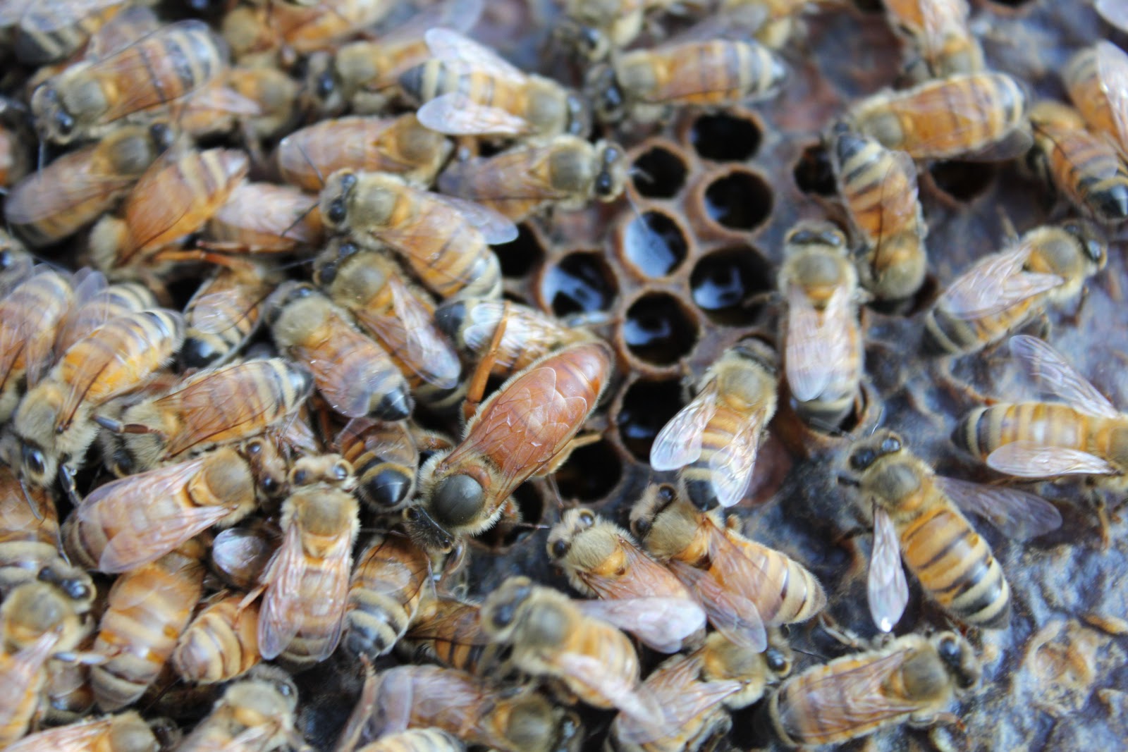 Squash Blossom Farm: Bee-autiful!