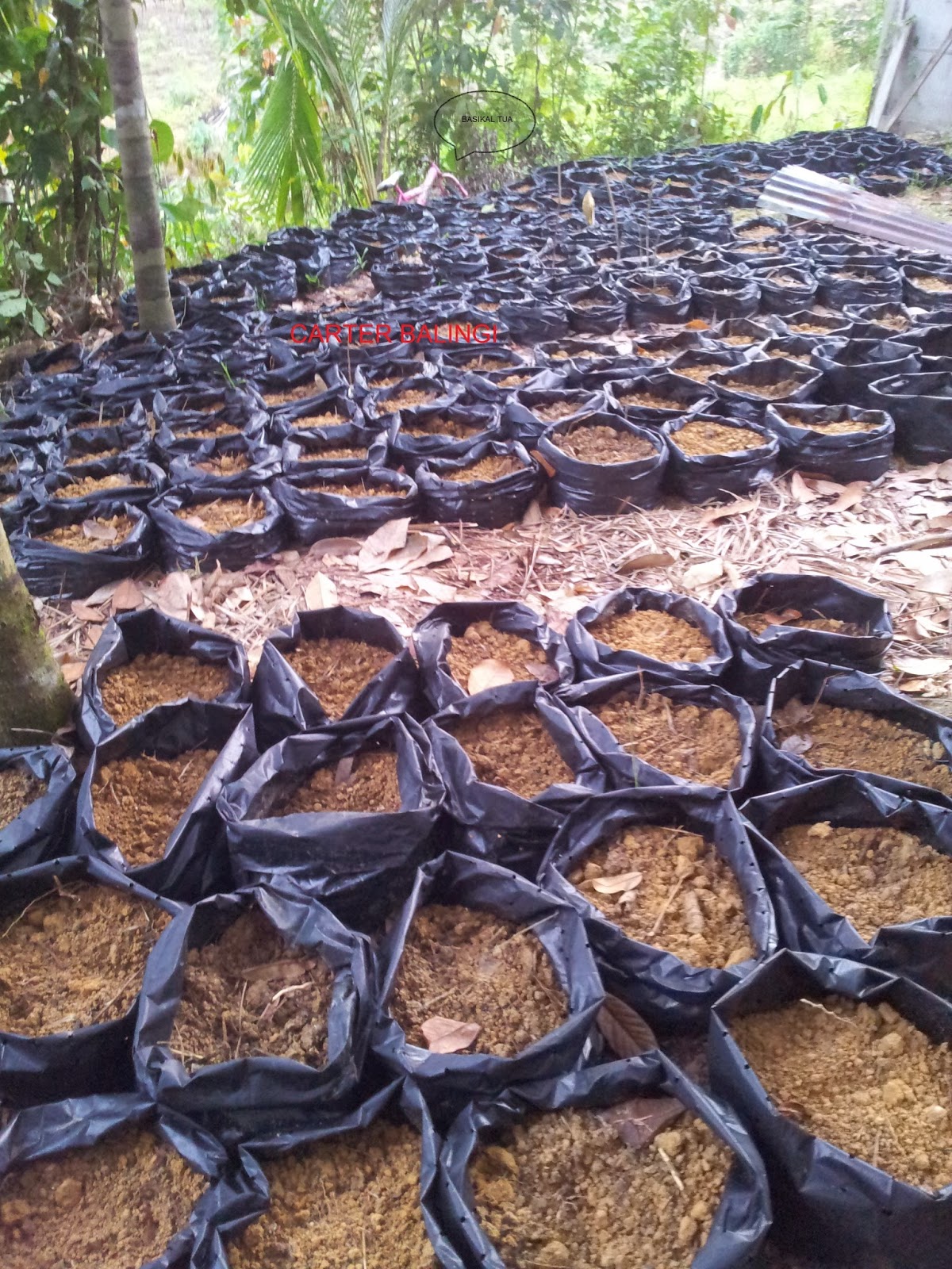 Tanaman Halia: Tanam Halia di sabah.