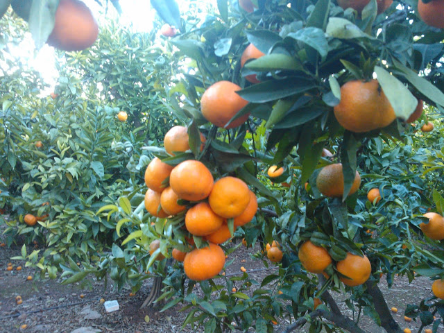 MandarinasSanz.com - Evolución