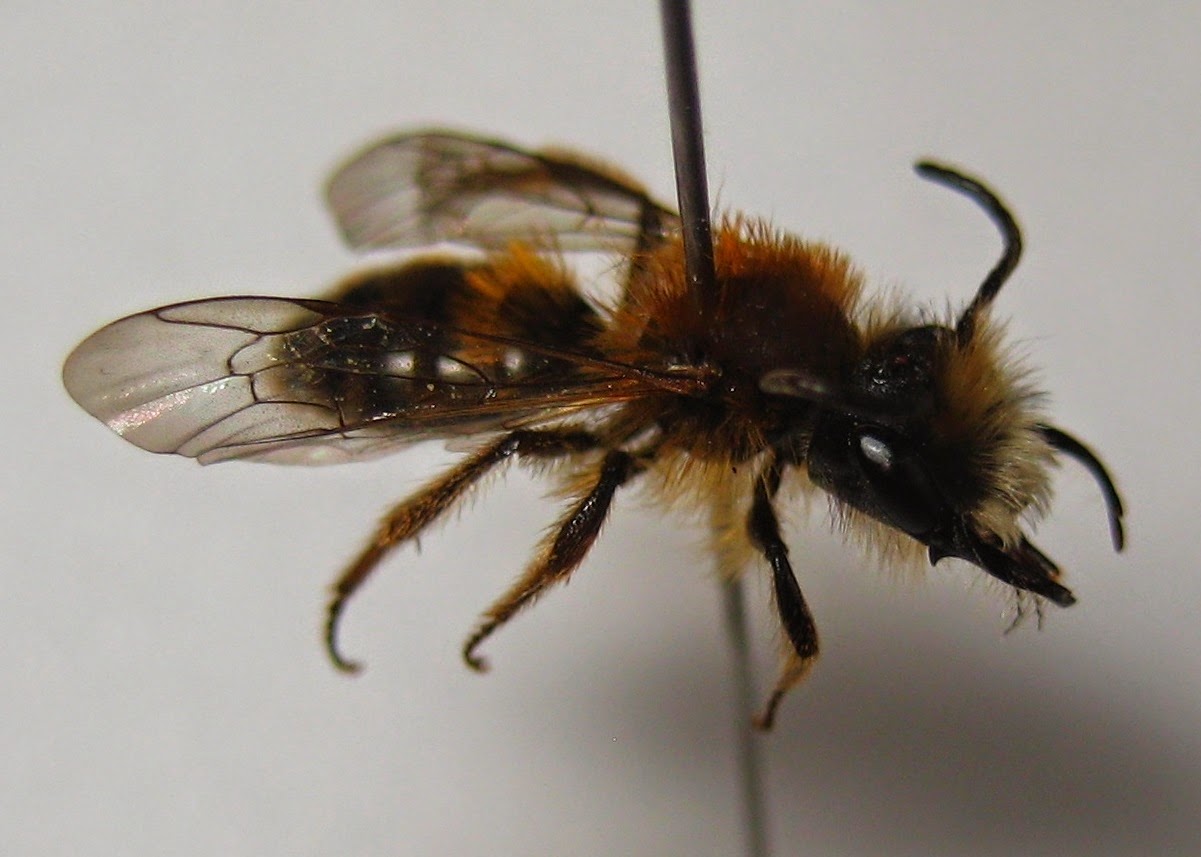 Insects of Britain: Tawny Mining Bee