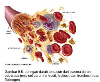 BIOLOGY GROUP XI IPA RSBI 2: JARINGAN DARAH
